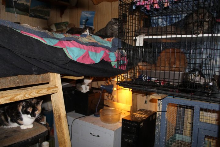 Saskatchewan SPCA crafting standards to ensure rescue animal well-being ...