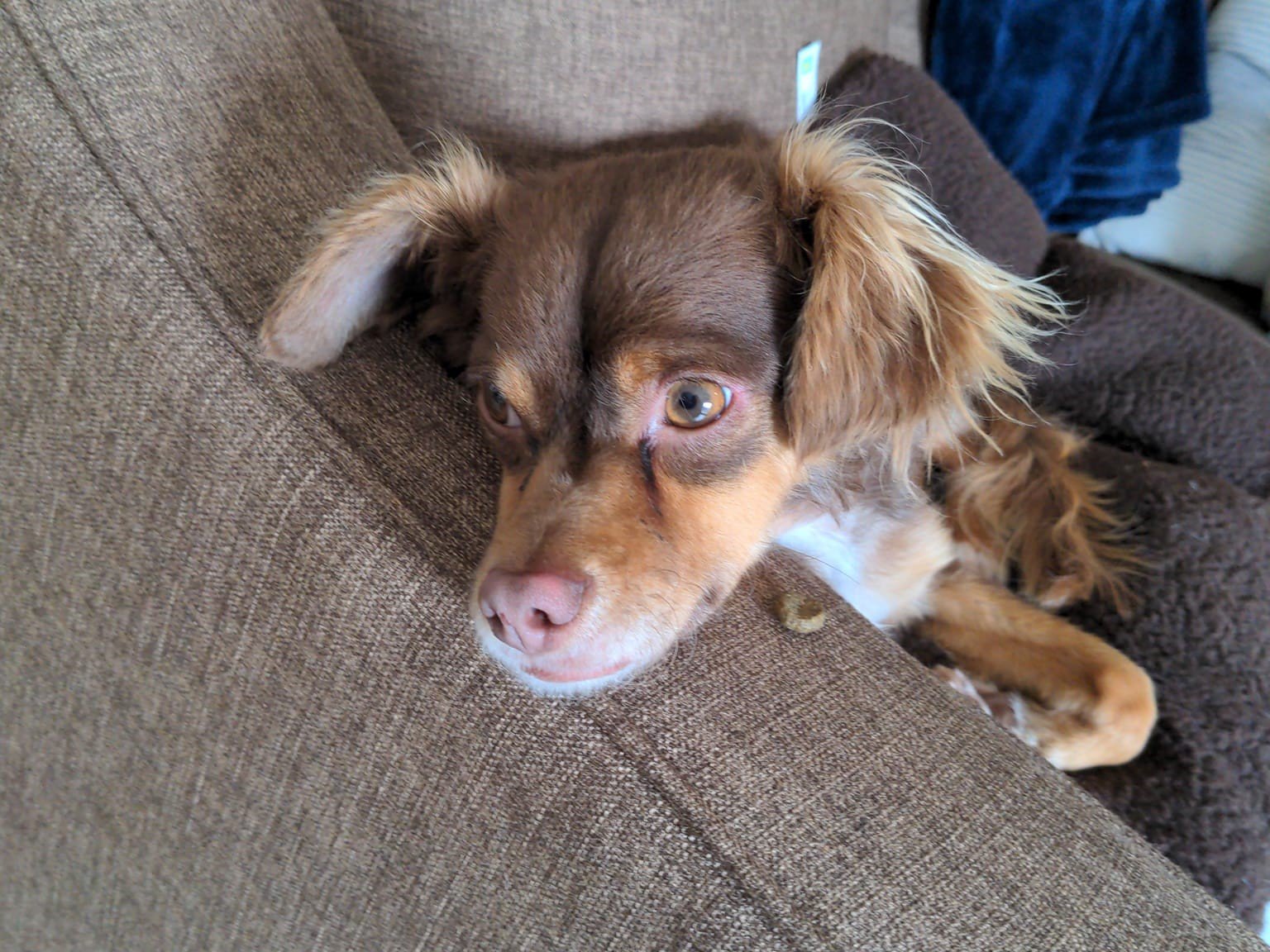 Where Do I Look For A Lost Dog