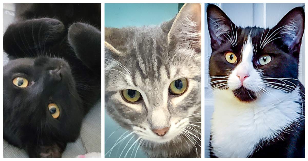 Animal Rescue Foundation of Alberta at capacity for cats - Calgary ...