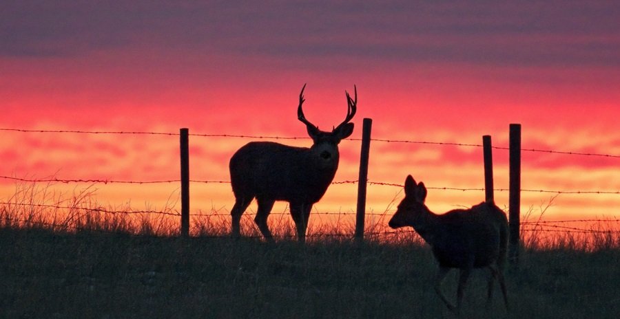 Saskatchewan Landscape Sunset