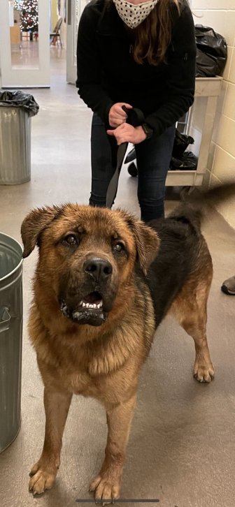BC SPCA | News, Videos & Articles