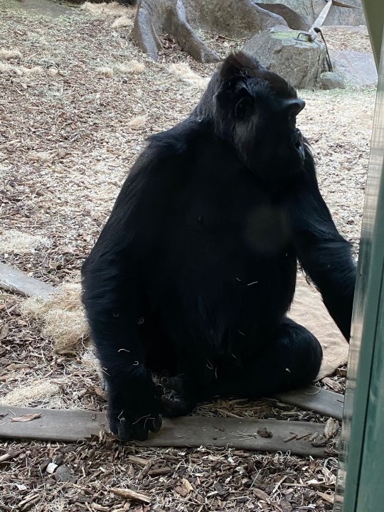 Gorilla at Calgary Zoo expecting 1st baby - Calgary | Globalnews.ca