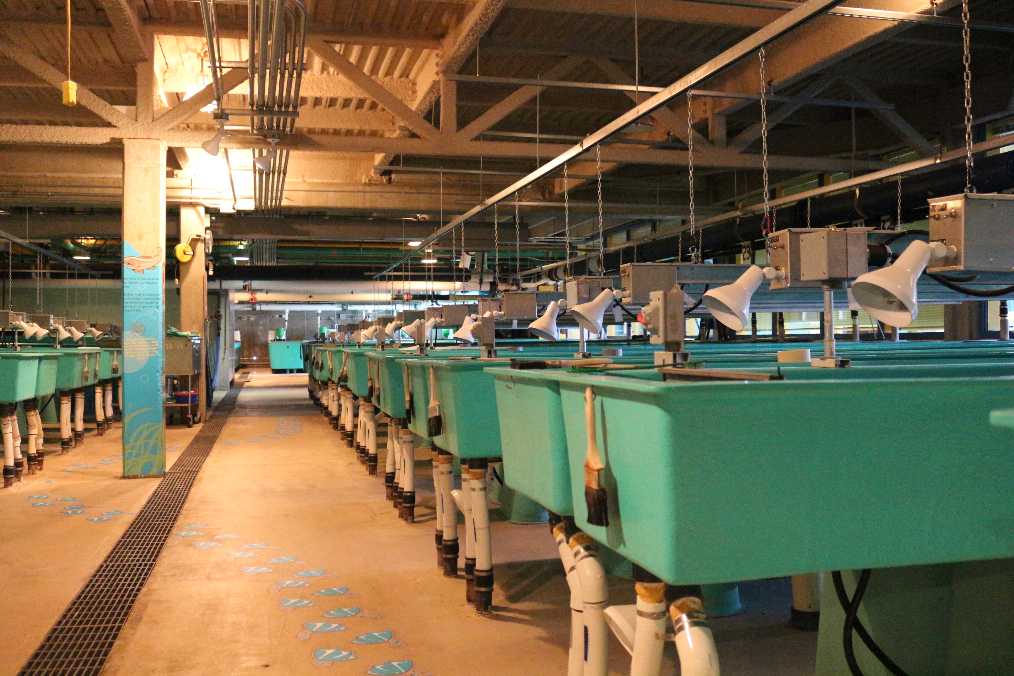 Guided Fish Hatchery Tour - GlobalNews Events