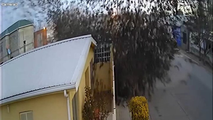 Shocking video shows hundreds of birds drop from the sky in Mexico ...