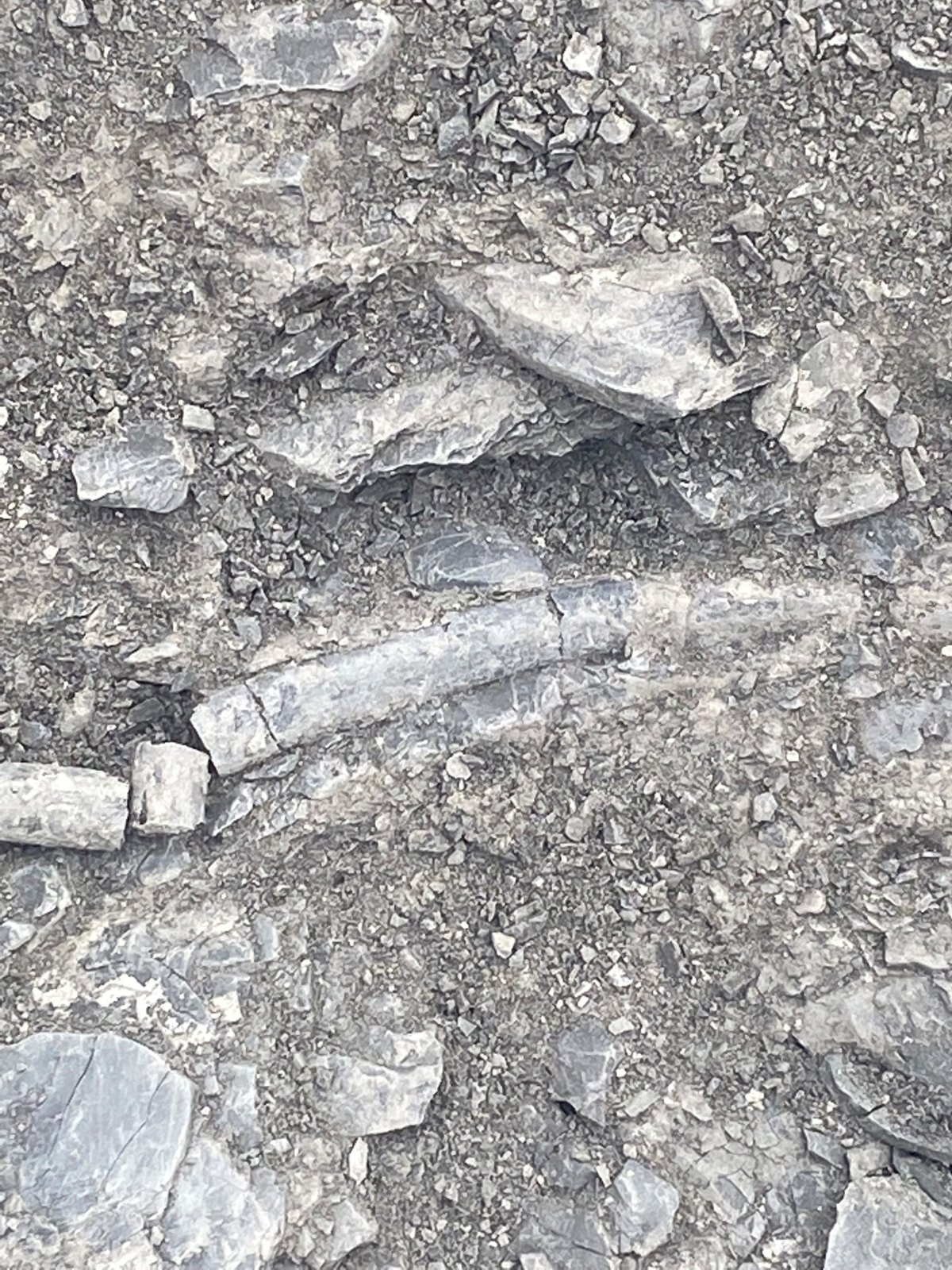 2 mosasaur fossils discovered at southern Alberta ammonite mine ...