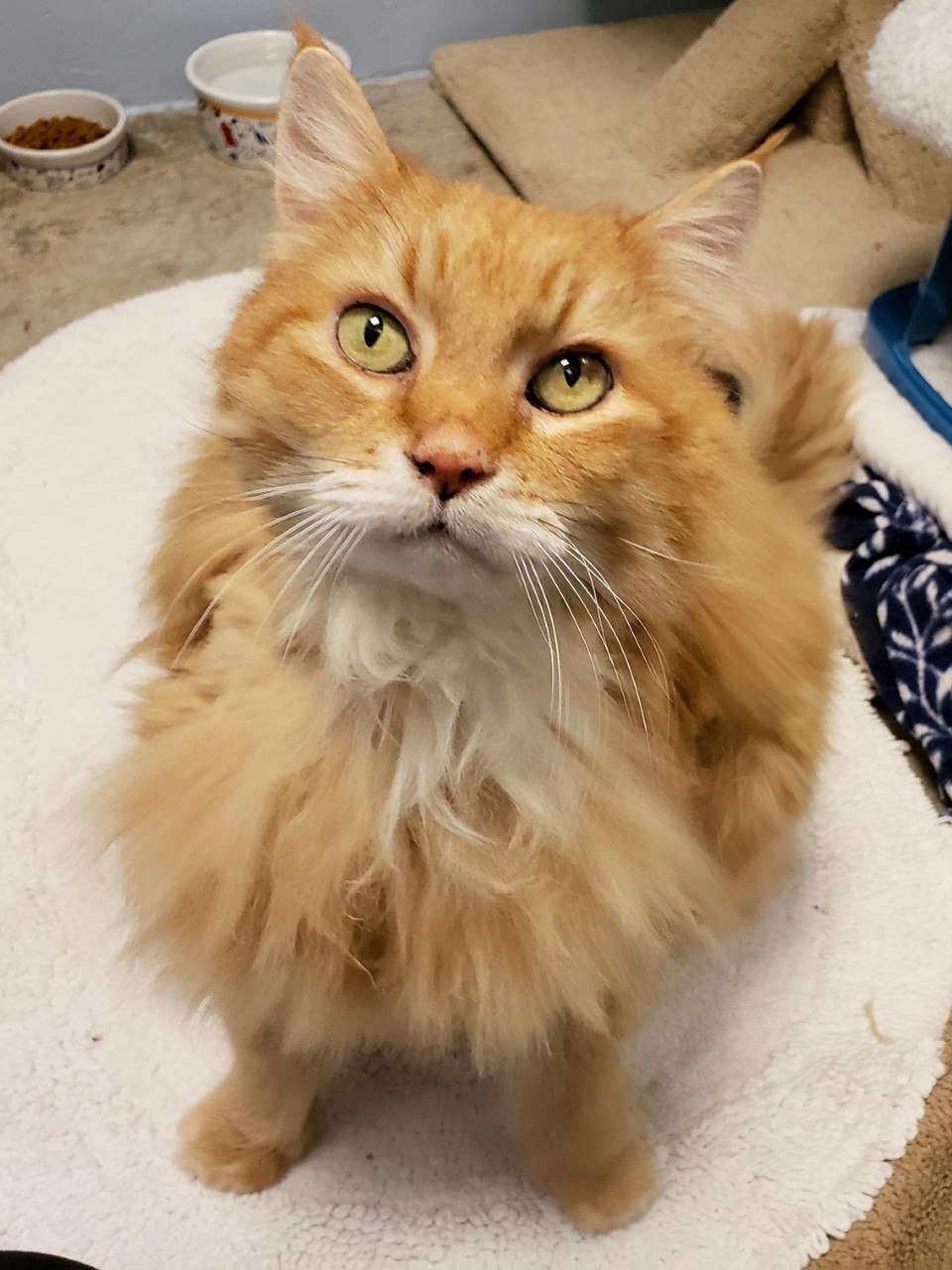 Missing for three years, B.C. cat to be reunited with owner in Ontario ...