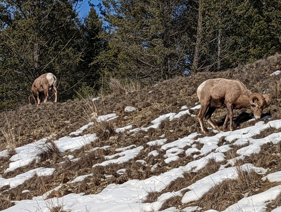 Jasper park wardens investigate suspected poaching after two bighorn ...