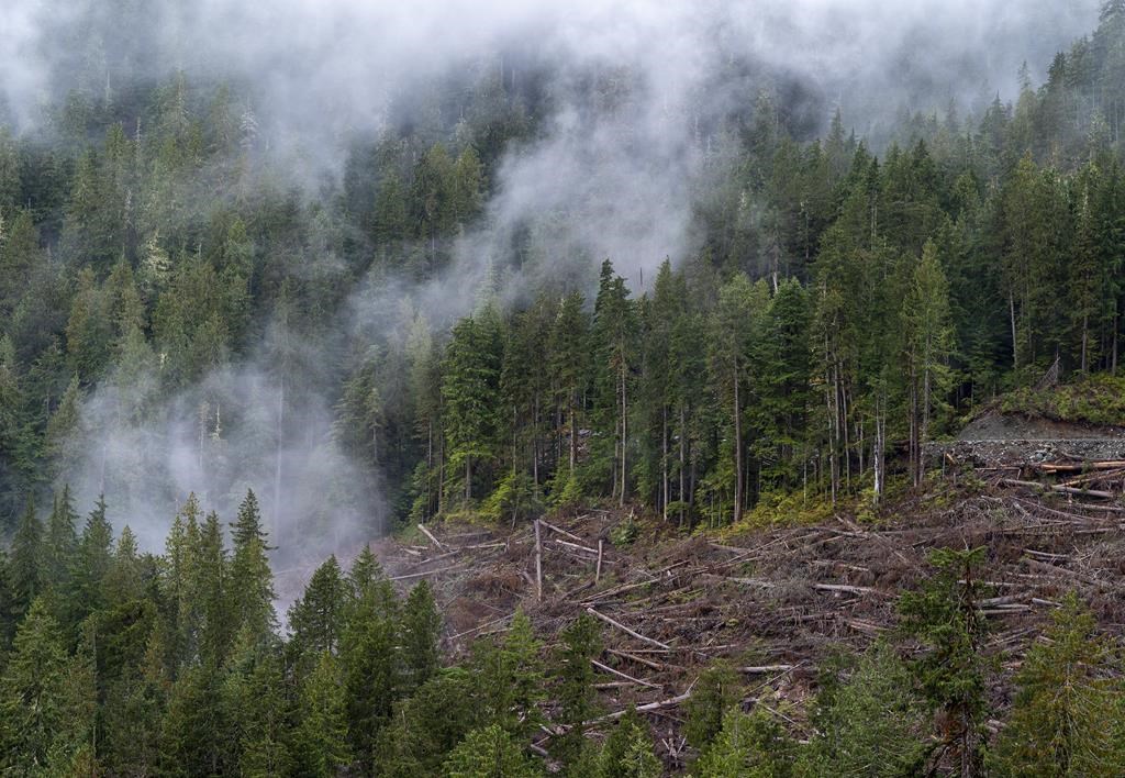 B.C. extends order to stop old-growth logging in Fairy Creek watershed ...