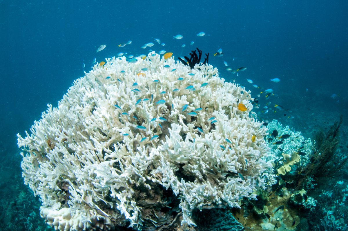 Great Barrier Reef suffering widespread mass bleaching (again) as ...