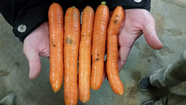 Study examining wireworms and impact on southern Alberta farmers ...