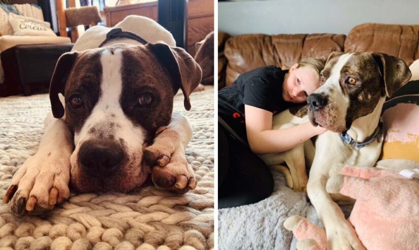 Emaciated dog on road to recovery after being rescued, says BC SPCA ...