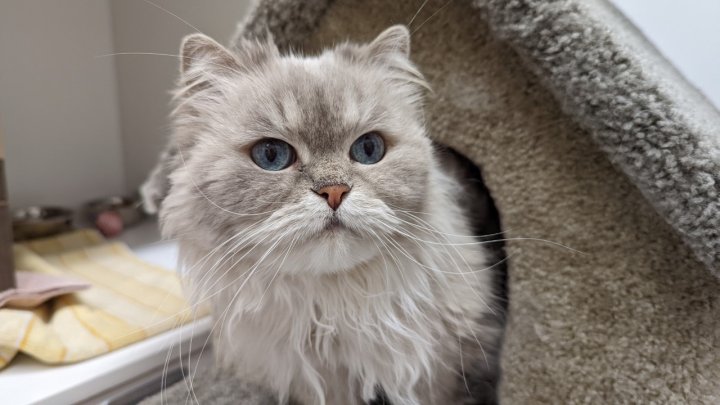 Homes needed for 12 very sick but affectionate ‘smooshy-faced ...