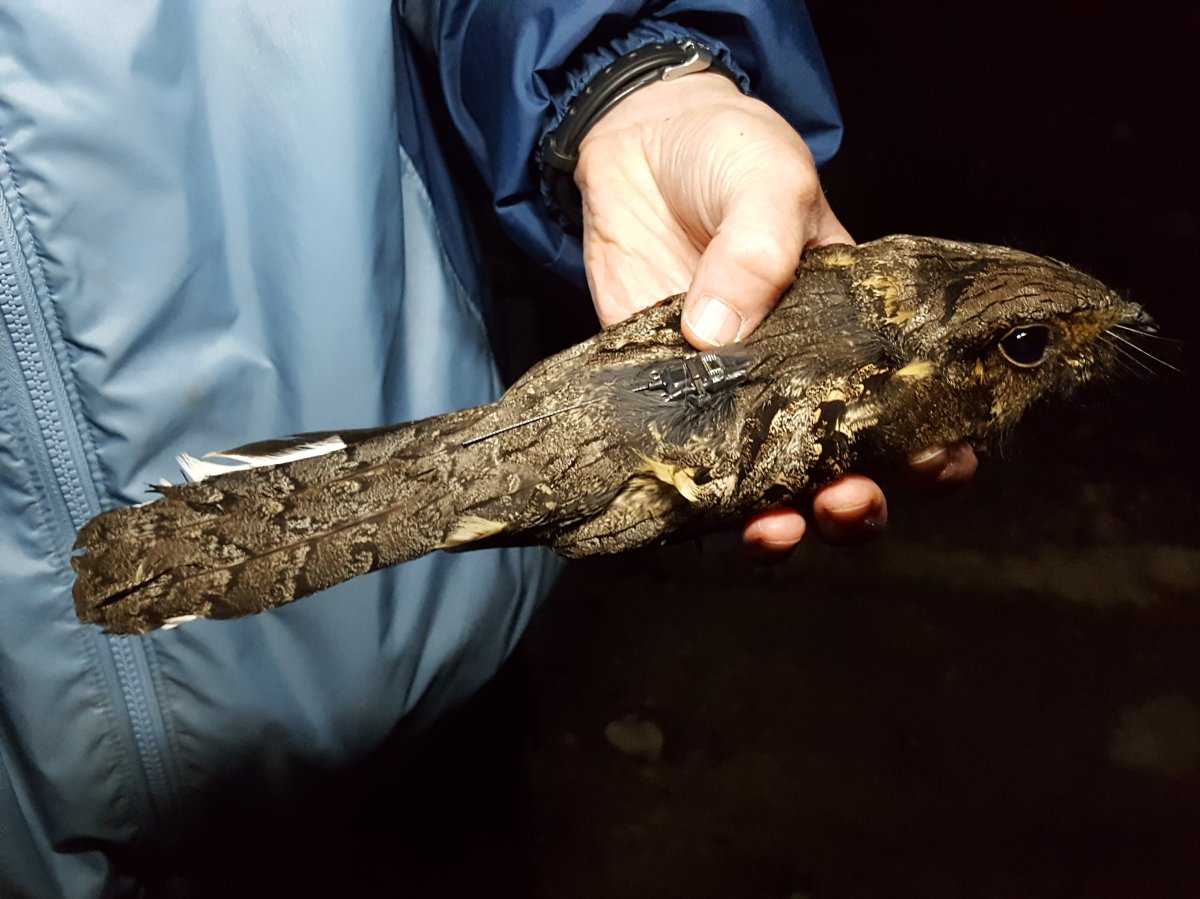 U of M study straps tiny ‘GPS backpacks’ on birds, finds light ...