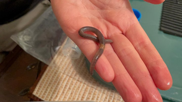 ‘Bizarre’ invasive jumping worm squirms its way into N.S. for the first ...