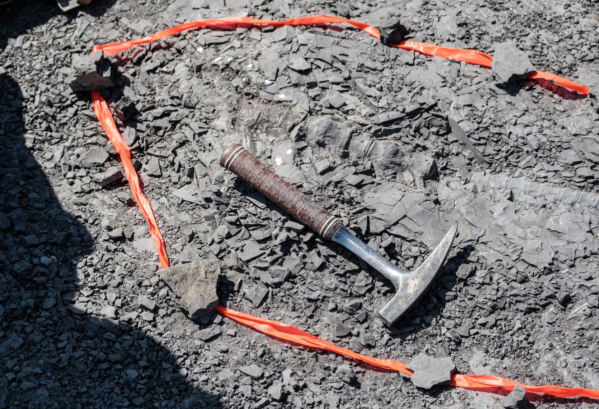 Fossil of prehistoric lizard ‘on steroids’ found at Alberta mining site ...