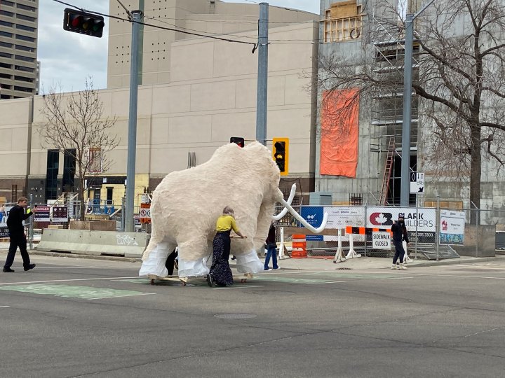Mammoth move: Life-sized animal travels through downtown Edmonton ...