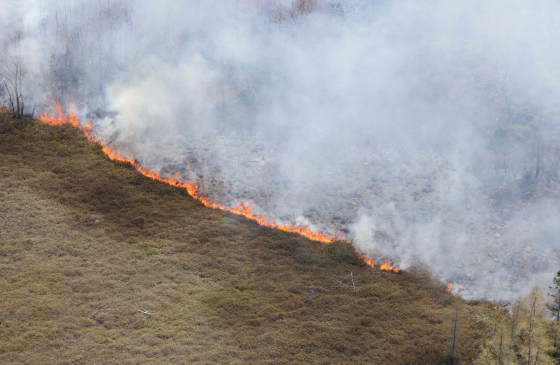 yarmouth county forest fire | News, Videos & Articles