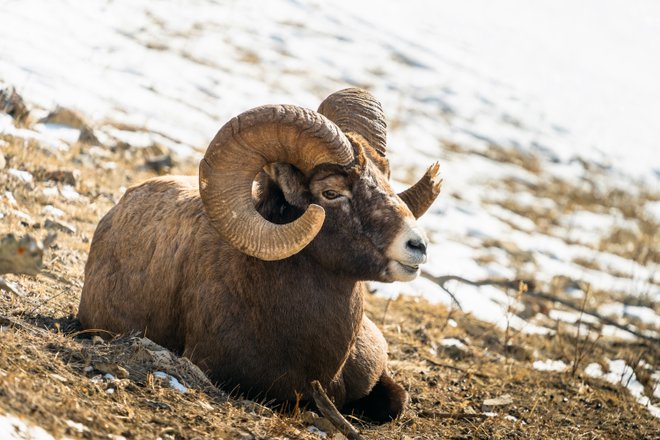 Cultural travel: See wildlife, forage food and more on Indigenous-led ...