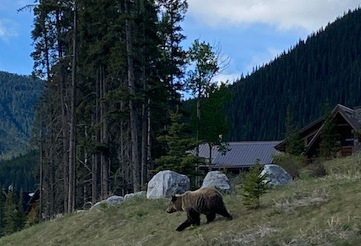 RCMP say brief lockdown at Canmore school prompted by grizzly bear ...