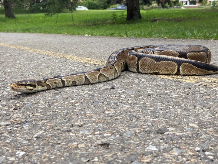 Calgary man converts strangers into reptile fans walking pet ‘Monty ...