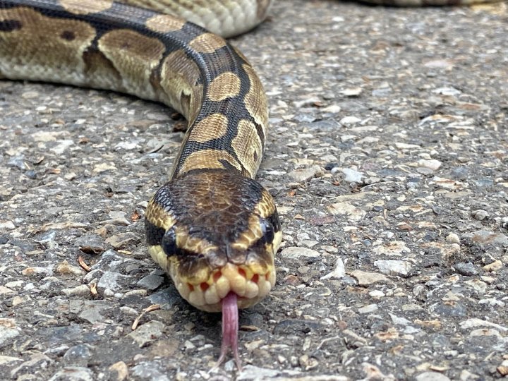 Exotic pets slithering into Saskatoon, and into hearts - Saskatoon ...