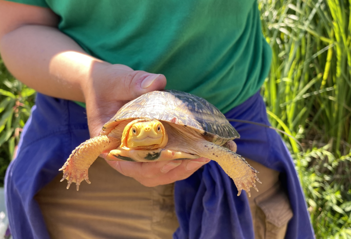 Endangered turtle released in Hamilton’s Cootes Paradise - Hamilton ...