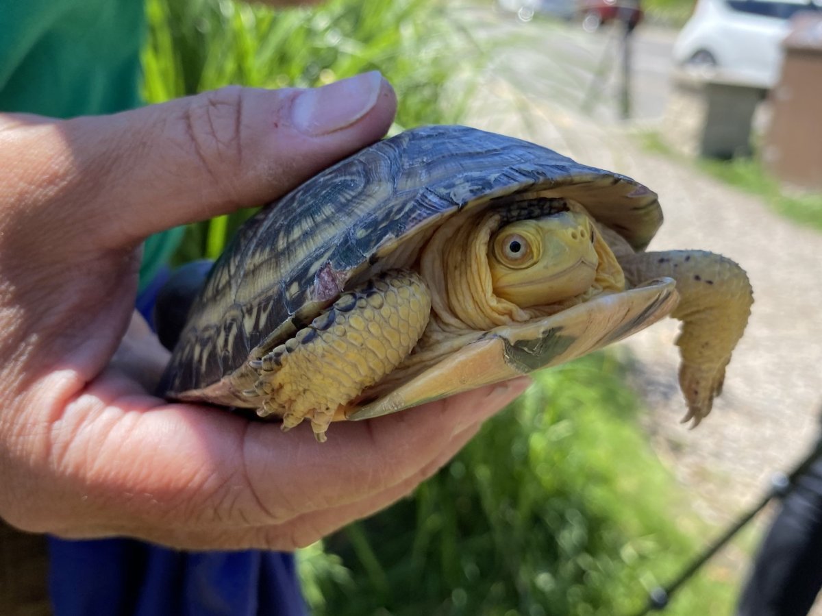 Endangered turtle released in Hamilton’s Cootes Paradise - Hamilton ...