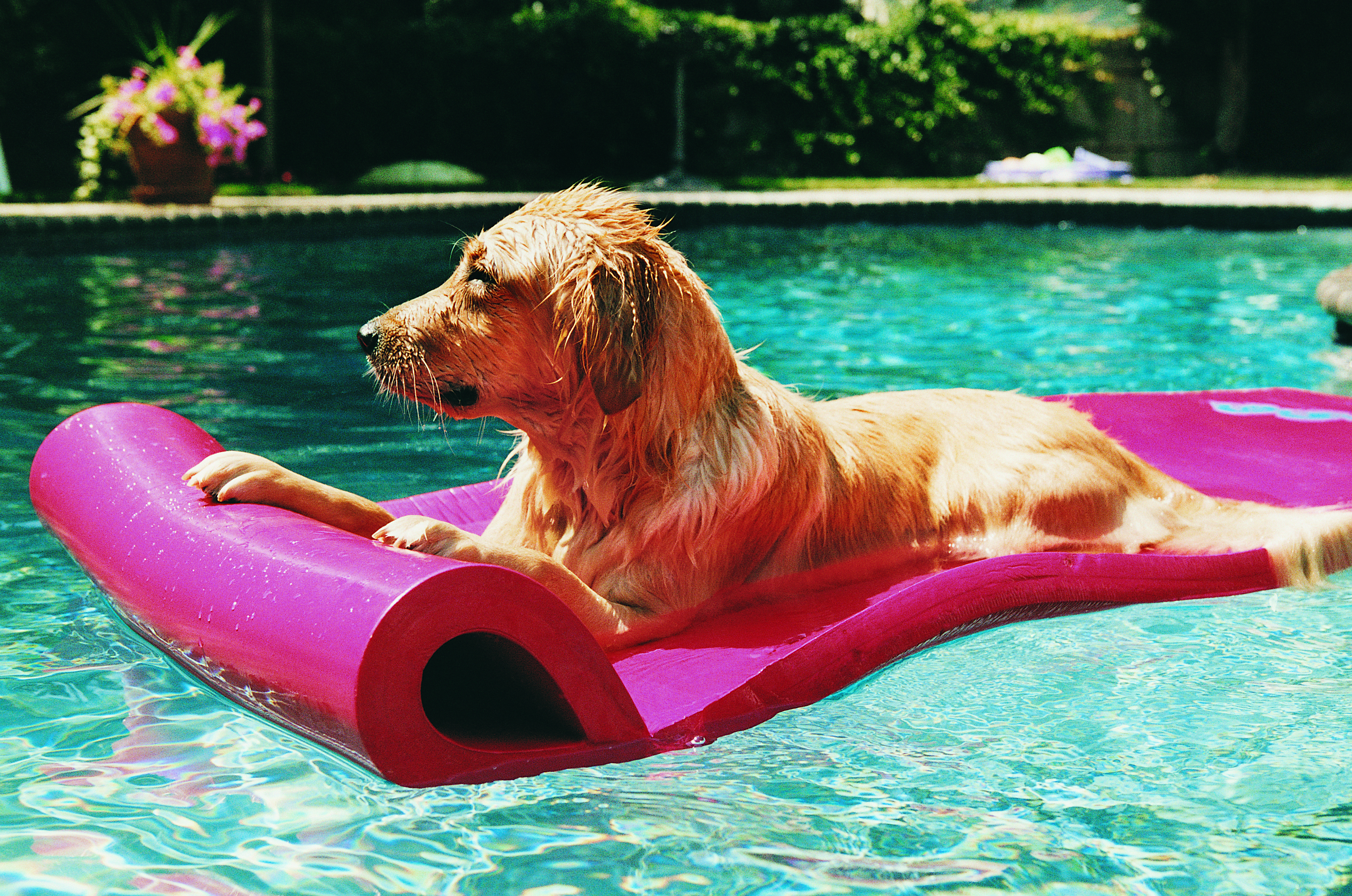 Extreme heat and pets: How to keep your furry friends cool - National ...