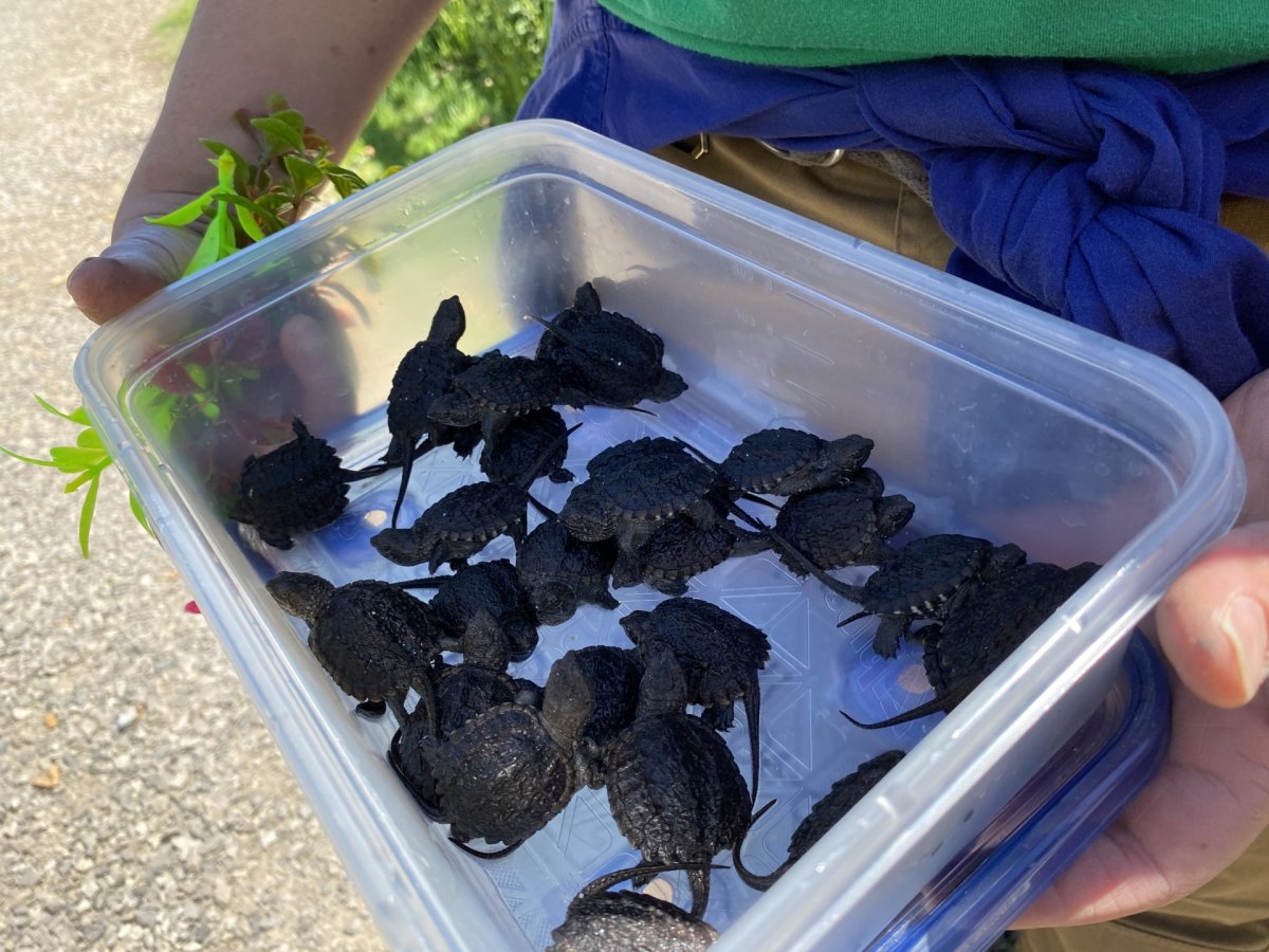 Endangered turtle released in Hamilton’s Cootes Paradise - Hamilton ...