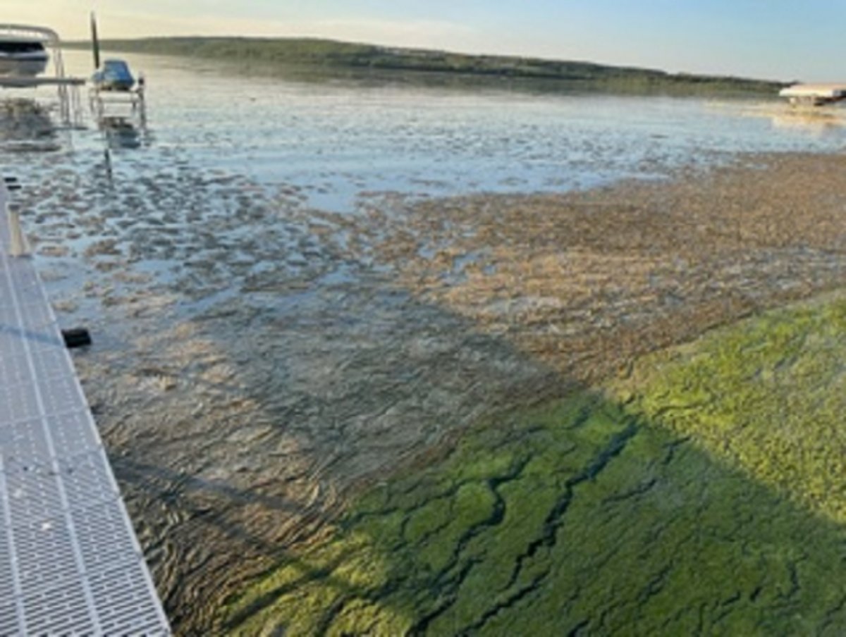 Blue-green algae takes over many Alberta lakes as hot weather returns ...