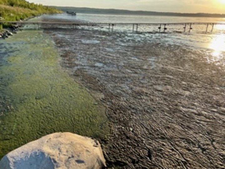 Blue-green algae takes over many Alberta lakes as hot weather returns ...