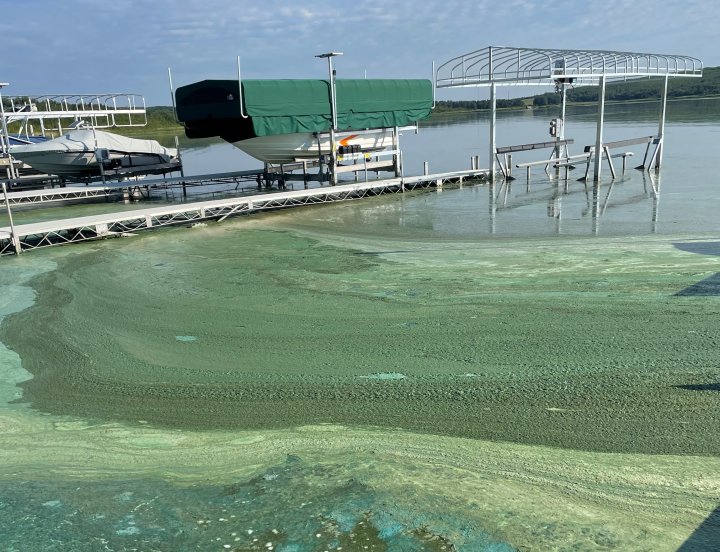 Blue-green algae takes over many Alberta lakes as hot weather returns ...