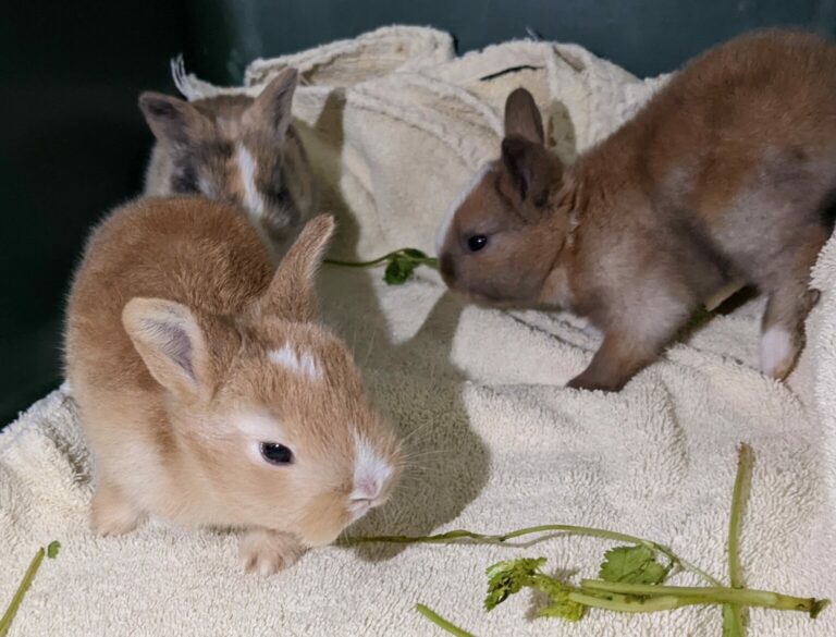 32 rabbits living in ‘filthy’ conditions rescued from downtown ...