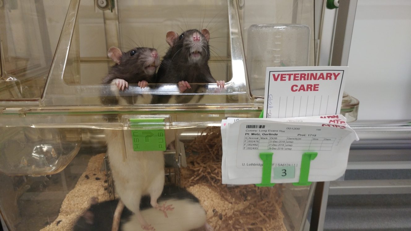 University of Lethbridge study finds experimenter’s gender affects rats ...