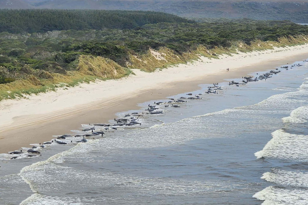 Hundreds of whales beached in 2nd mass stranding event to hit Australia ...