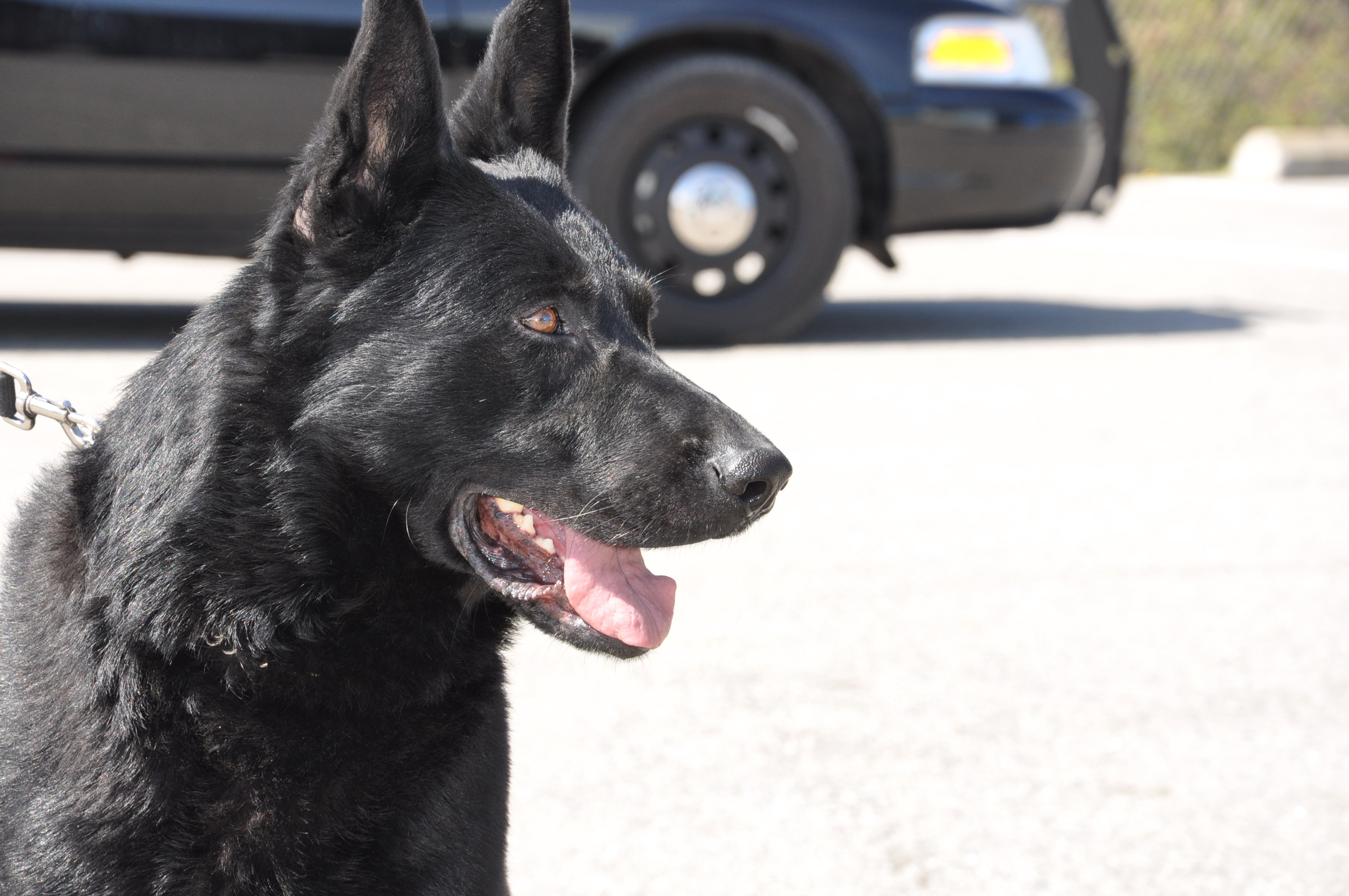 Kelowna, B.C. RCMP service dog on national competition stage - Okanagan ...