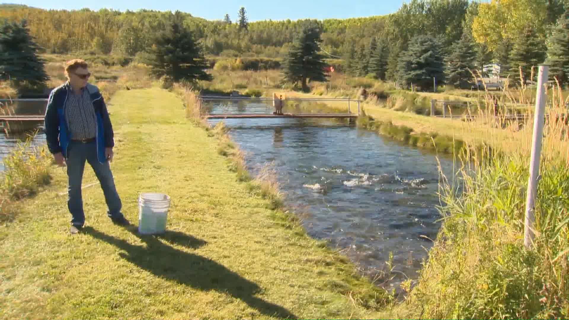 Alberta fish farmer suing province over impacts of ‘failing to control ...