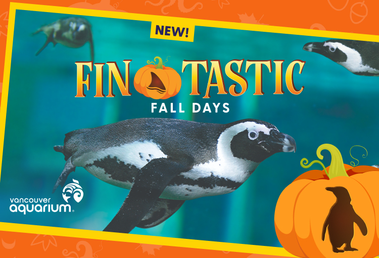 Fin-tastic Fall Days - GlobalNews Events