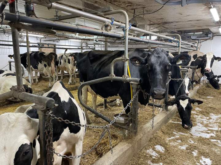 Milk mystery: As prices soar, dairy farmers plead poverty | Globalnews.ca