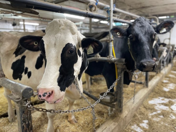 Milk mystery: As prices soar, dairy farmers plead poverty | Globalnews.ca