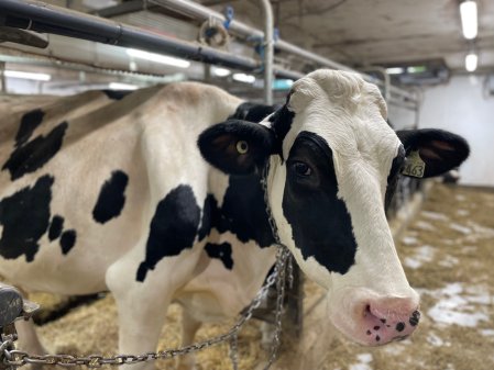 Milk mystery: As prices soar, dairy farmers plead poverty | Globalnews.ca