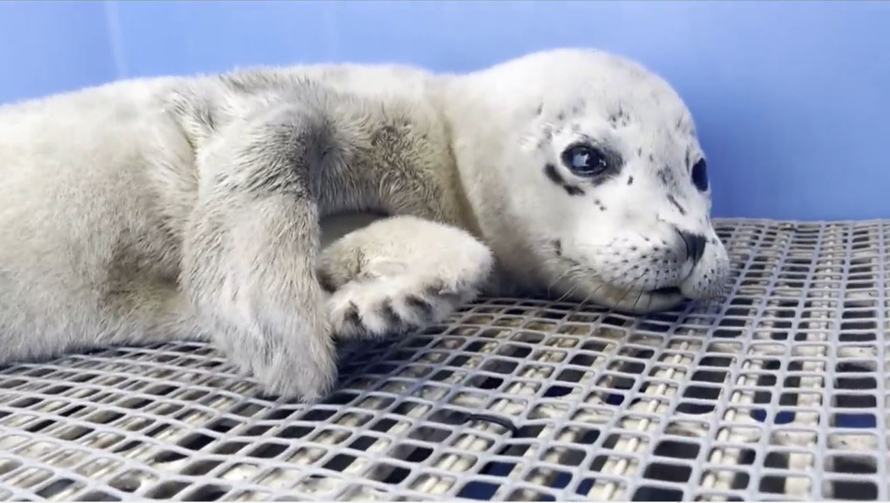 ‘Timbit’ and six other harbour seals released into wild after rehab ...