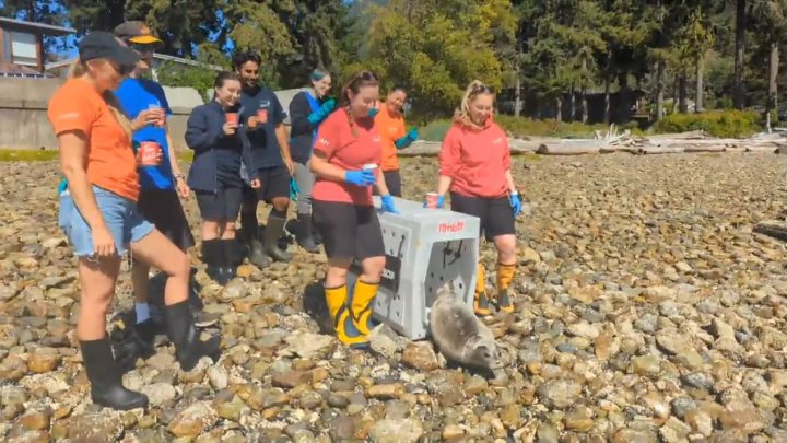 ‘Timbit’ and six other harbour seals released into wild after rehab ...