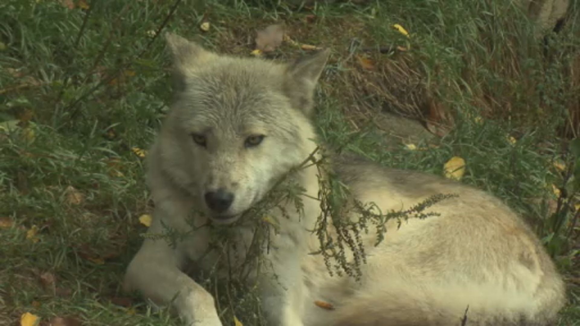 See a pack of grey wolves at the Haliburton Forest Wolf Centre ...