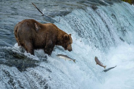 The beefiest bears of 2022: Fat Bear Week is back with these chunky ...