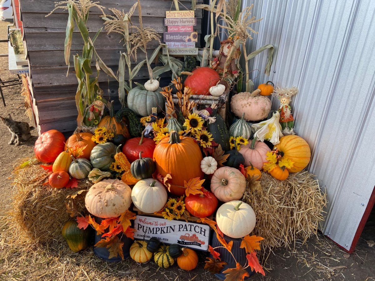 Unique pumpkin patch thriving in central Alberta: ‘Every year we add a ...
