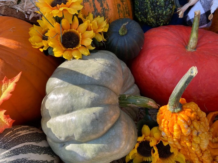 Unique pumpkin patch thriving in central Alberta: ‘Every year we add a ...