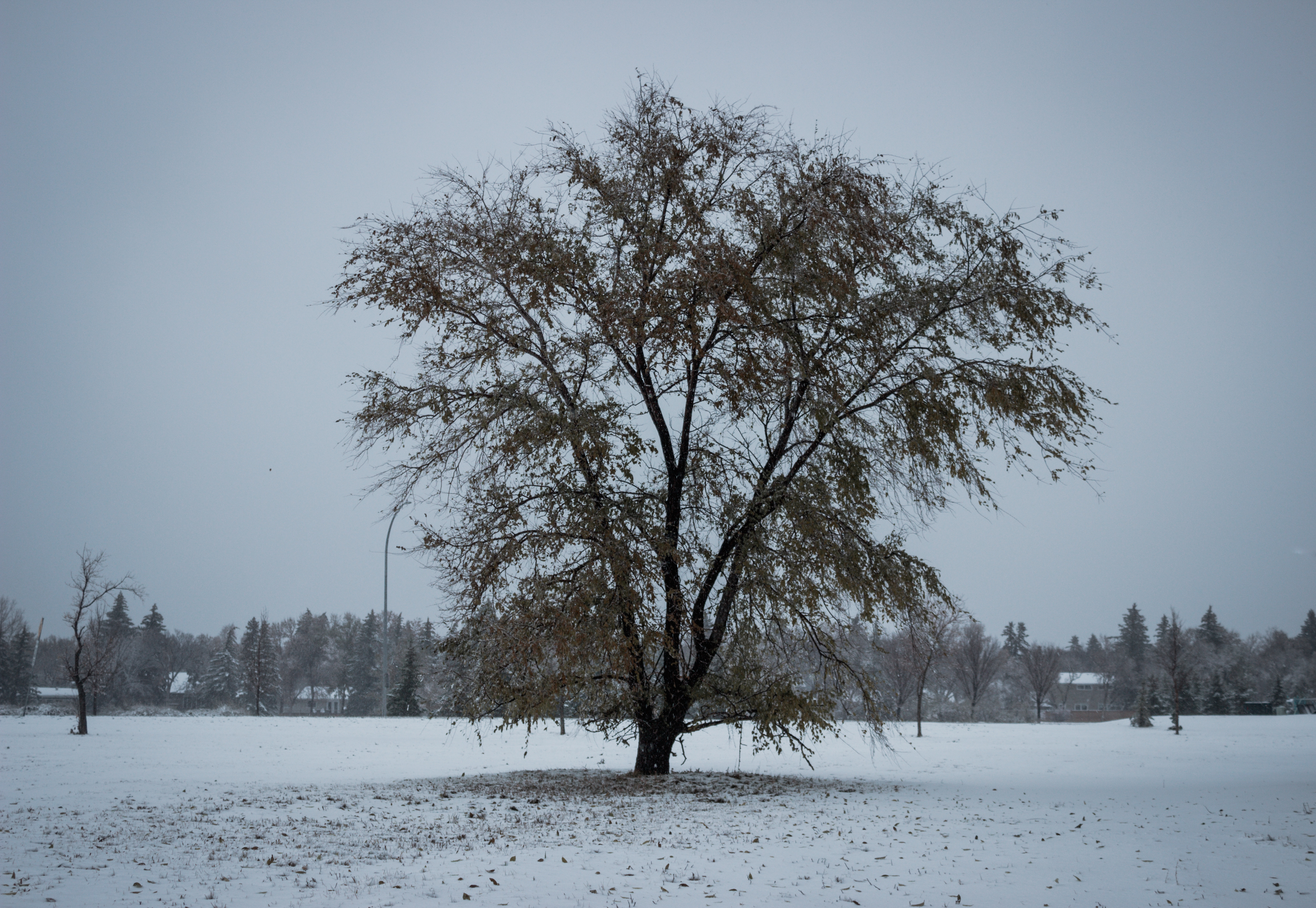 First snowfall of the season hits Regina | Globalnews.ca