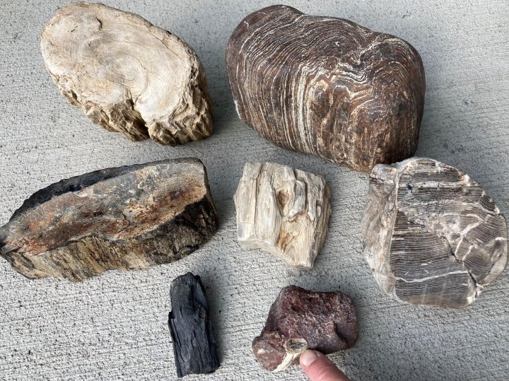 Fossils aplenty in B.C. town; digging for them encouraged | Globalnews.ca