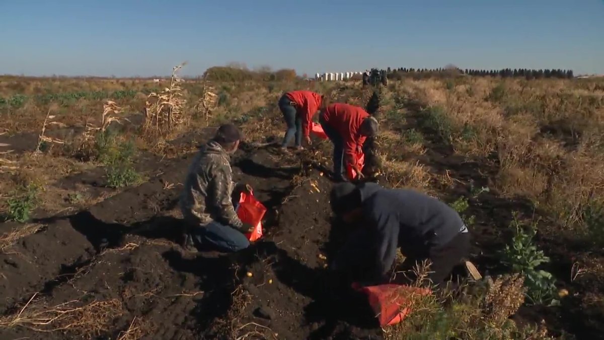 Prairie Gardens Adventure Farm struggles to move produce after ...
